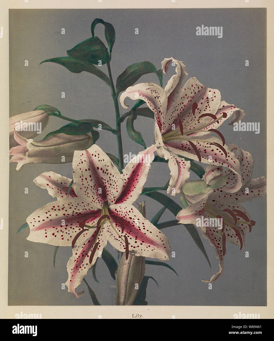 vintage hand tinted photo of a flower Stock Photo - Alamy