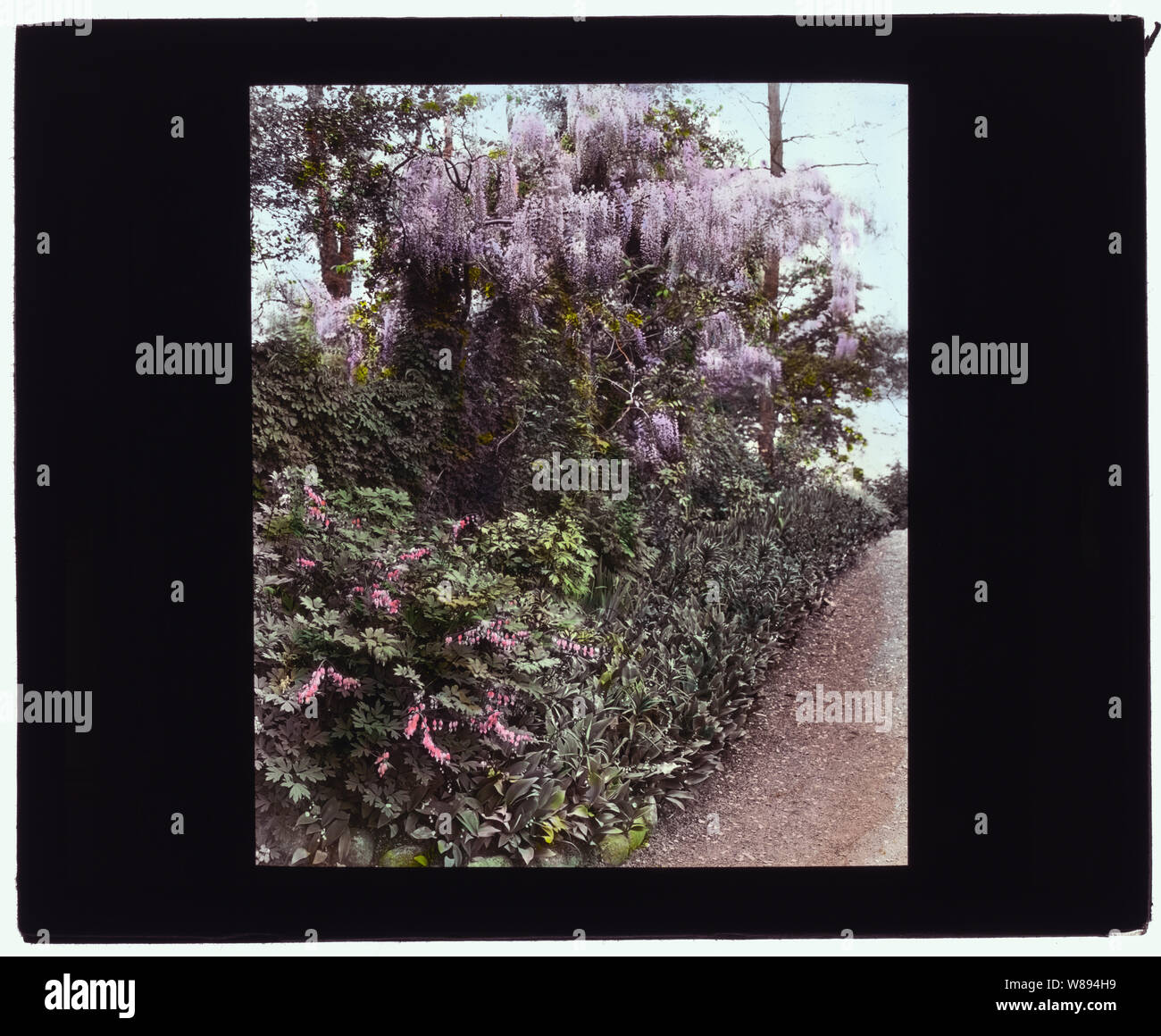 Wisteria avenue hi-res stock photography and images - Alamy