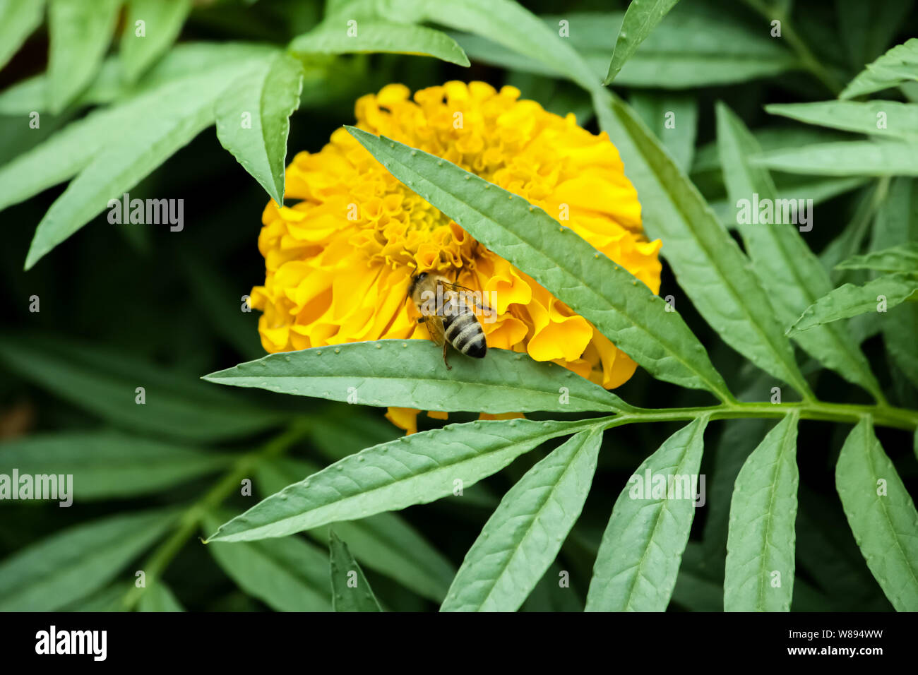 Bee frontview hi-res stock photography and images - Alamy