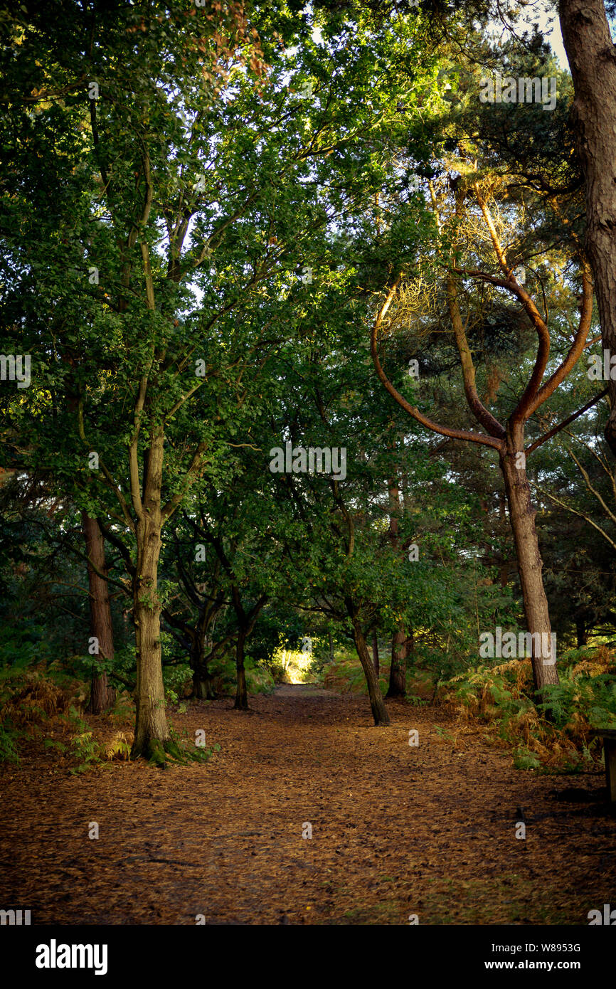 A forest path running through a natural Suffolk woodland. It is filled ...