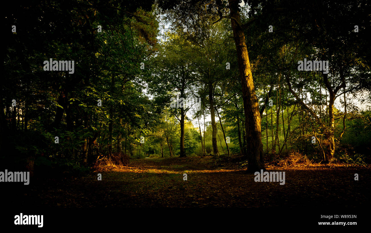 A forest path running through a natural Suffolk woodland. It is filled ...