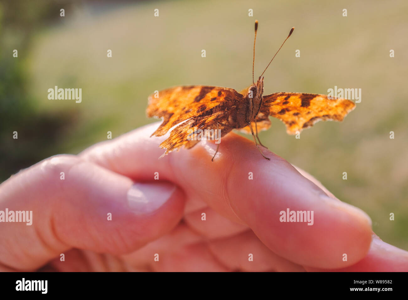 Human butterfly interaction hi-res stock photography and images - Alamy