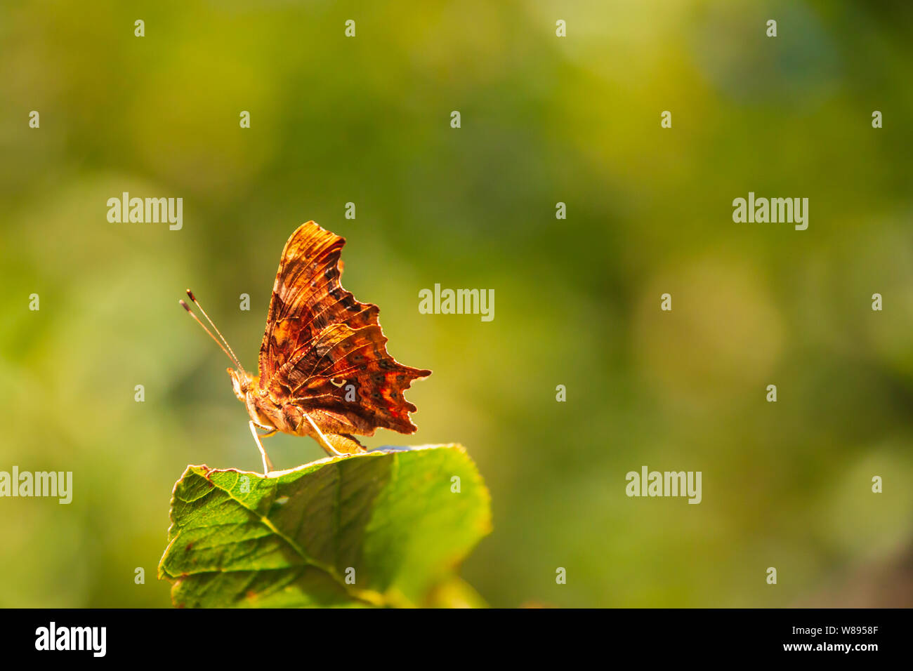 Comma butterfly with the distinctive white punctuation type mark on the ...