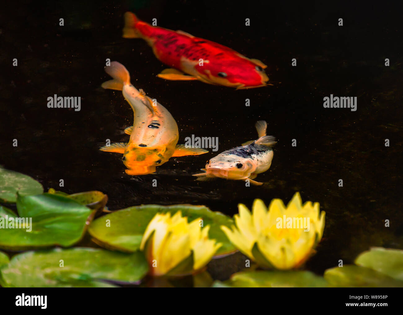 Three koi carp fish and two water lilies and pads in a tranquil pond ...
