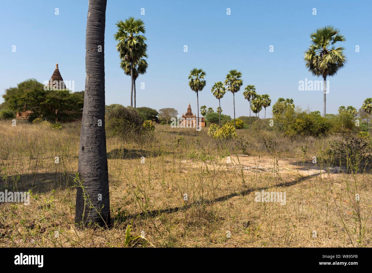 Scenery with Palms and Temples at Bagan, Myanmar Stock Photo - Alamy