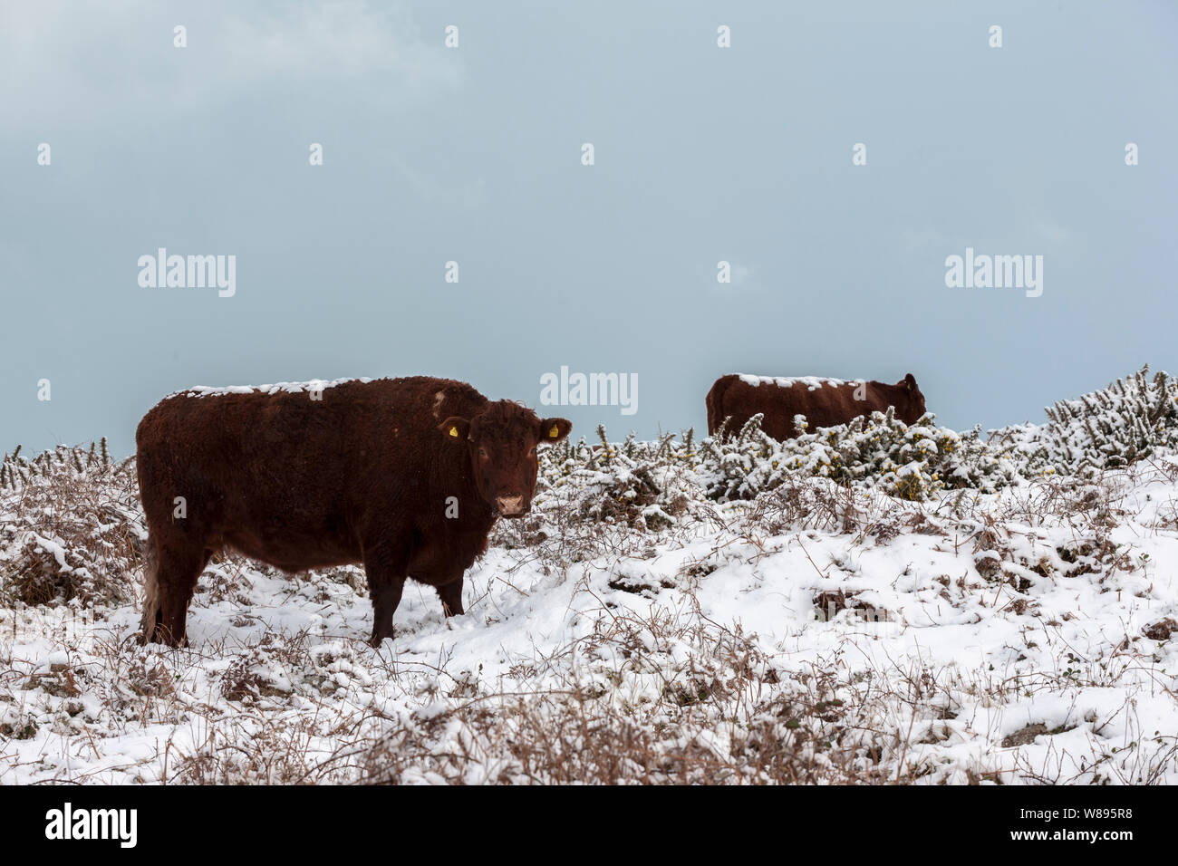 Devon cows hi-res stock photography and images - Alamy
