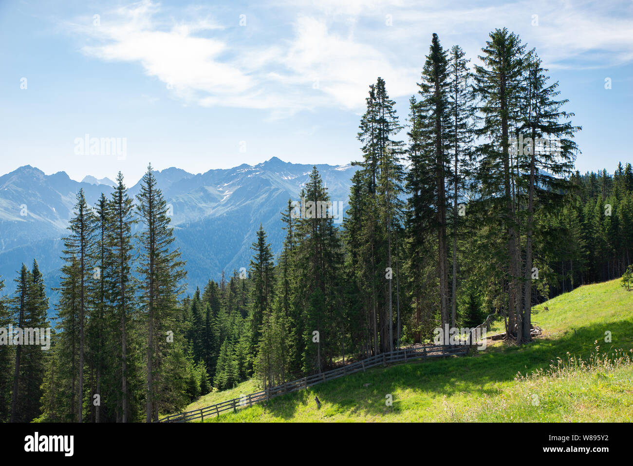 Alpine Pastures And Fir Trees In Austria, Alps Stock Photo - Alamy