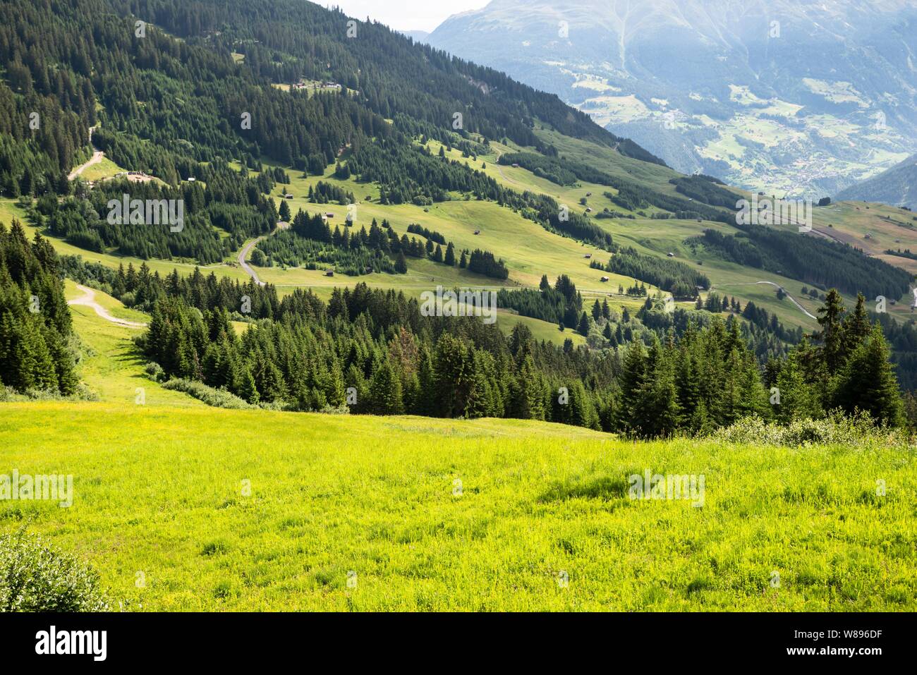 Alpine fir hi-res stock photography and images - Alamy