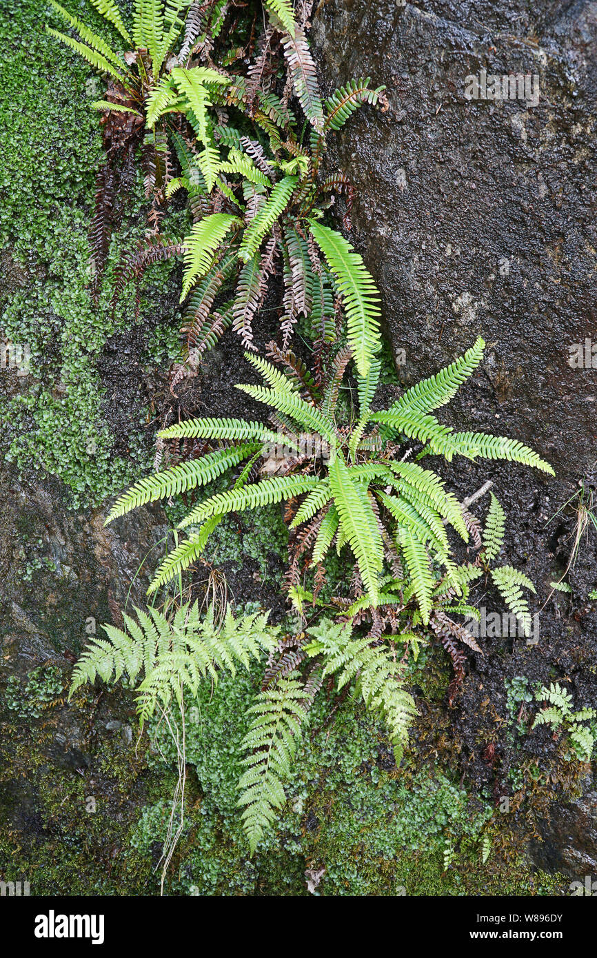 Ferns growing on rocks hi-res stock photography and images - Alamy