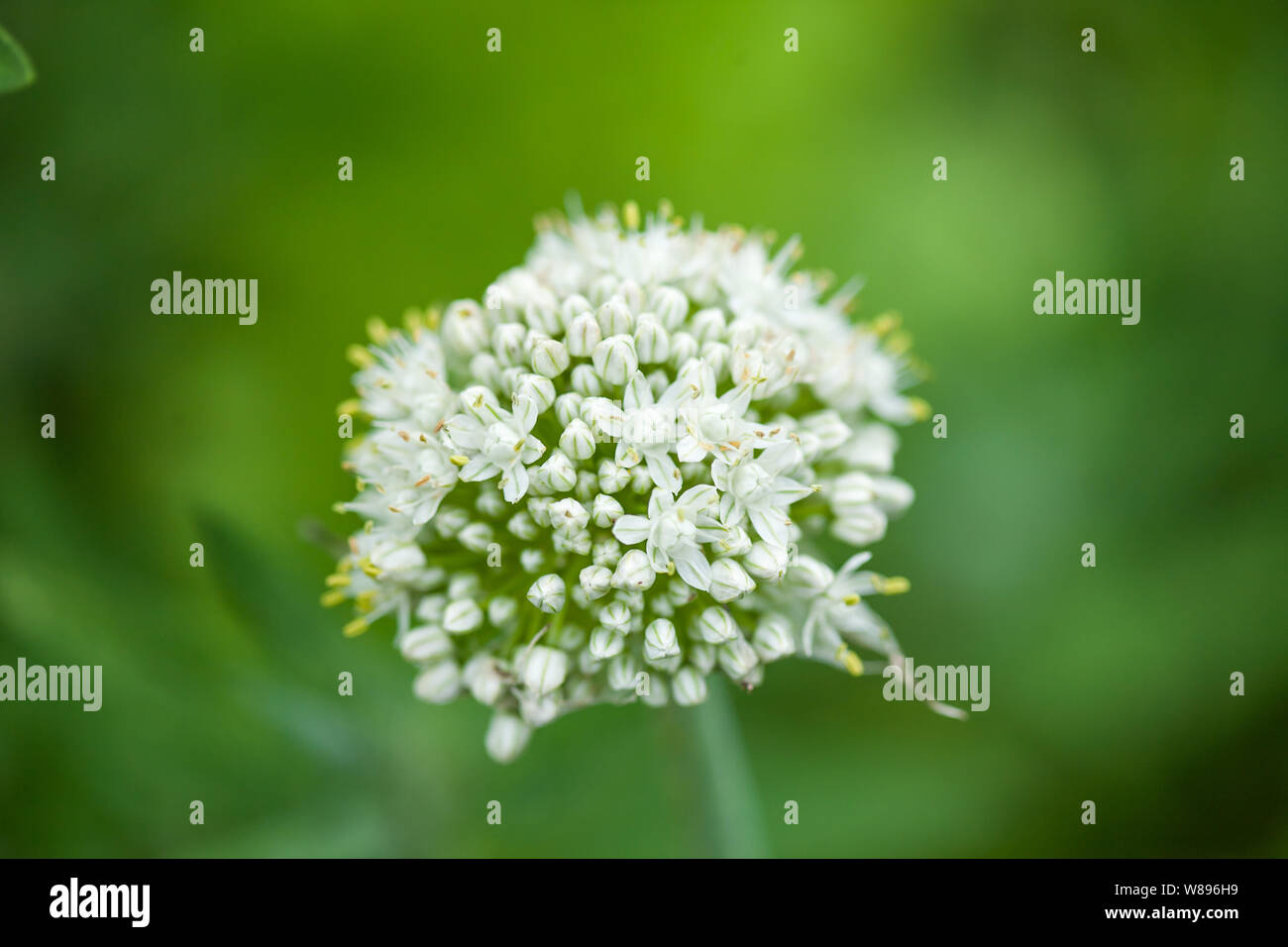 Flower of an onion. Onion flower set in a midle Stock Photo - Alamy