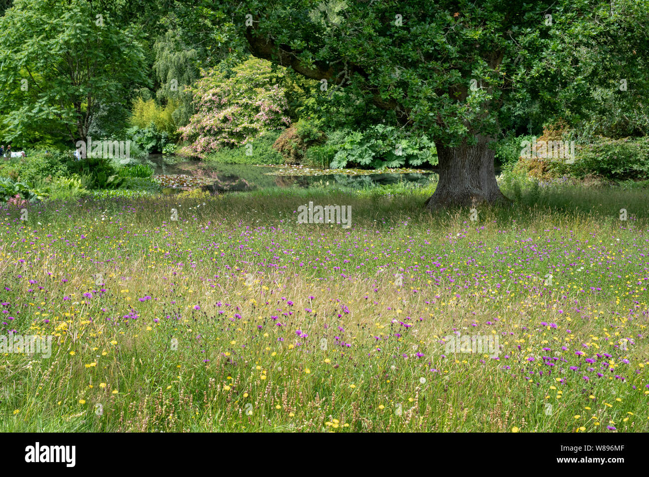 Wildflower meadow and oak tree at RHS Rosemoor, Great Torrington, Devon ...