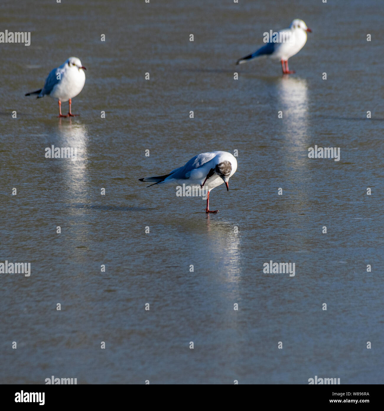 Seagull standing on a frozen lake scratching back of neck Stock Photo ...