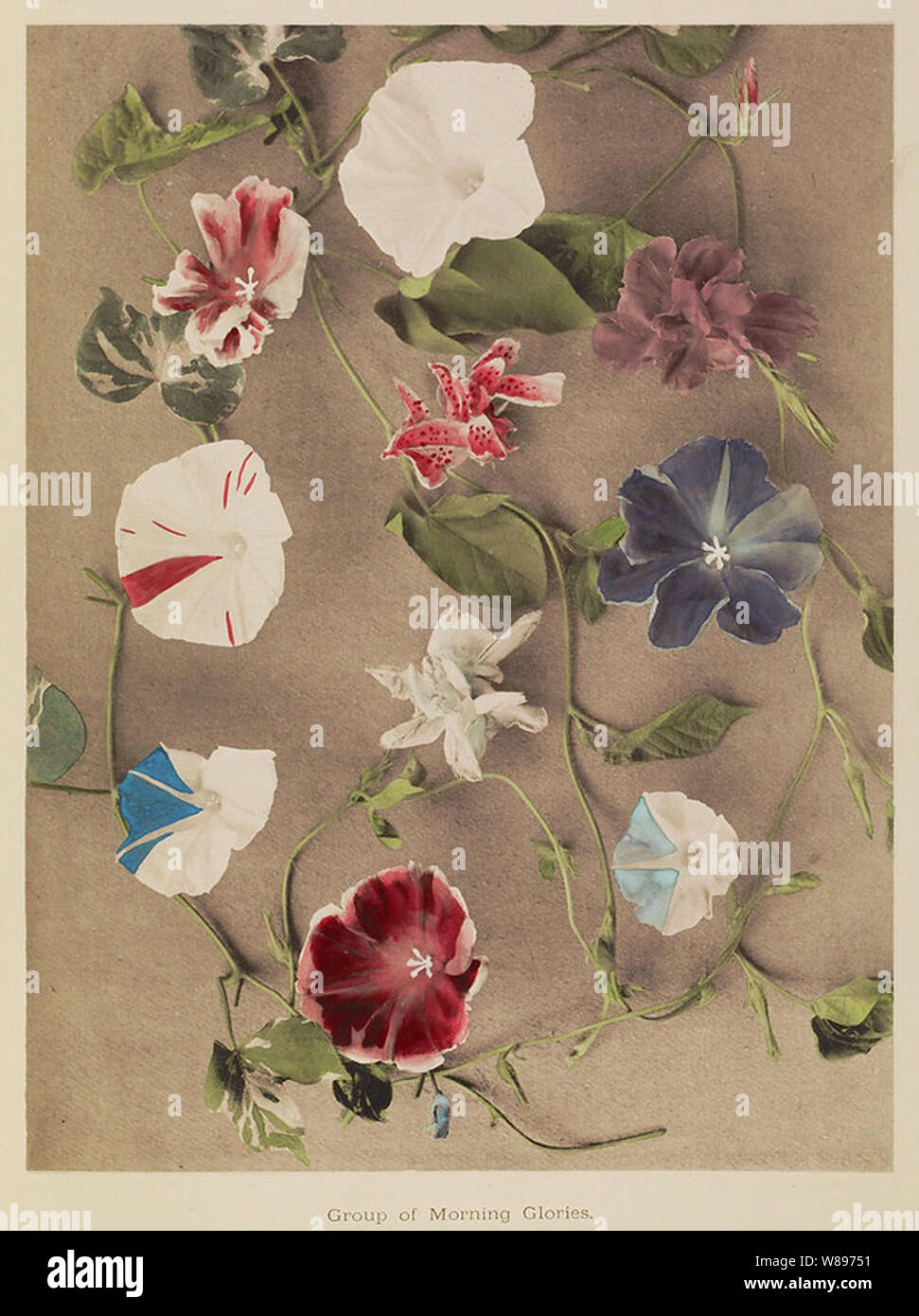 vintage hand tinted photo of a flower Stock Photo - Alamy