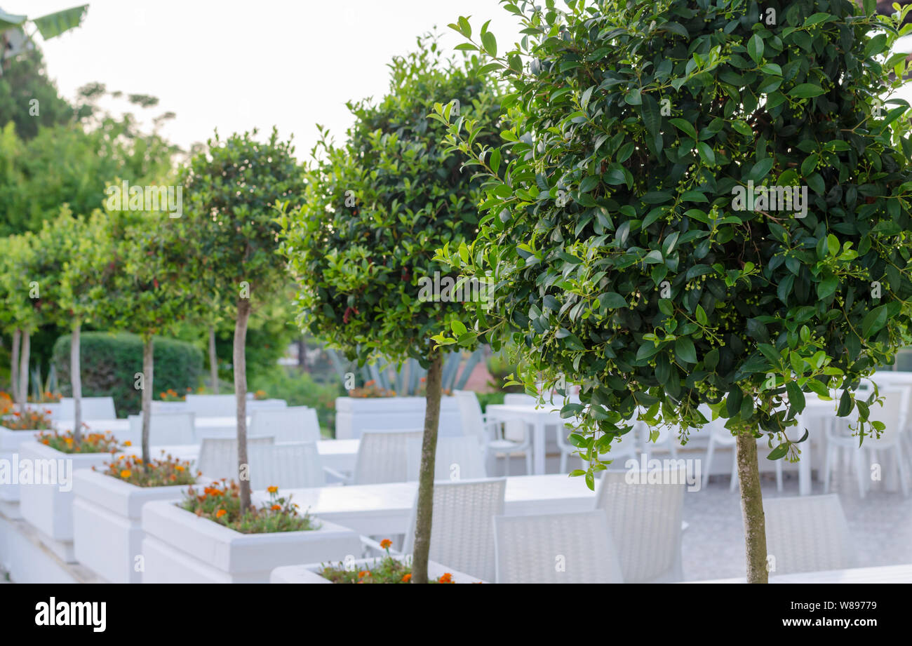 Bay trees before flowering border outdoor reatauraunt terrace. row of ...
