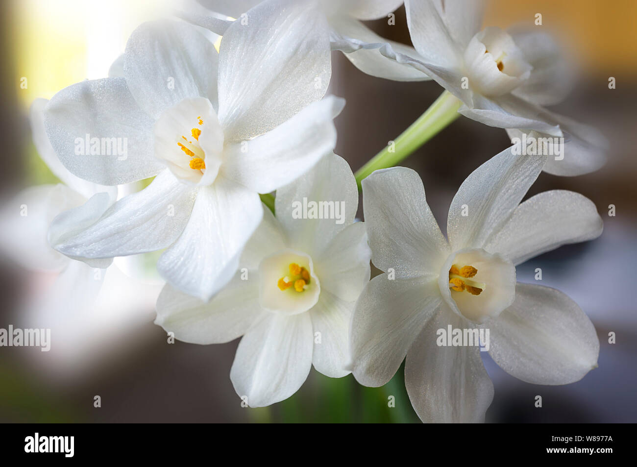 Ziva paperwhites hi-res stock photography and images - Alamy