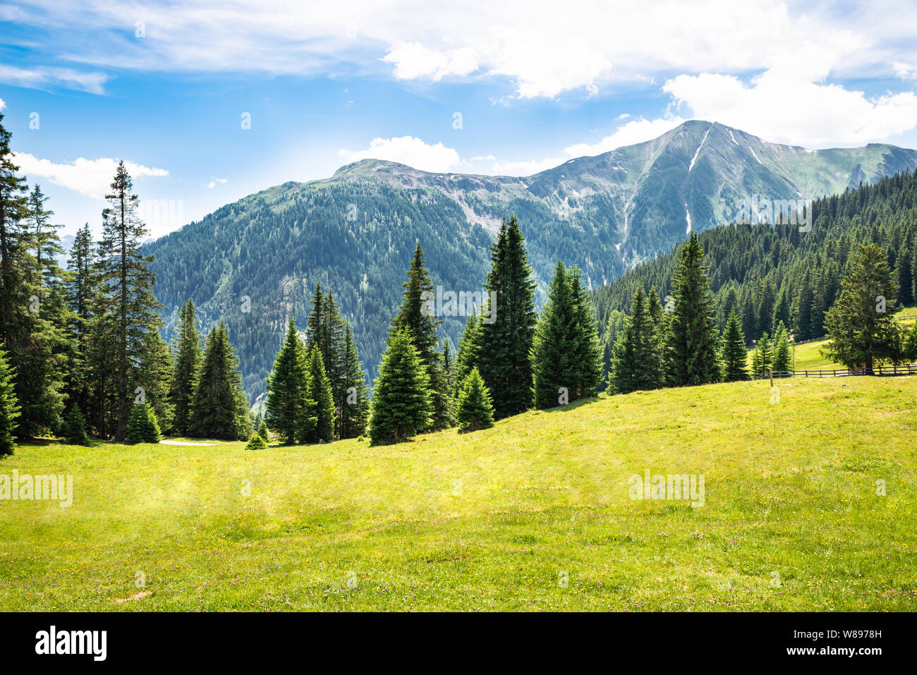 Alpine fir hi-res stock photography and images - Alamy