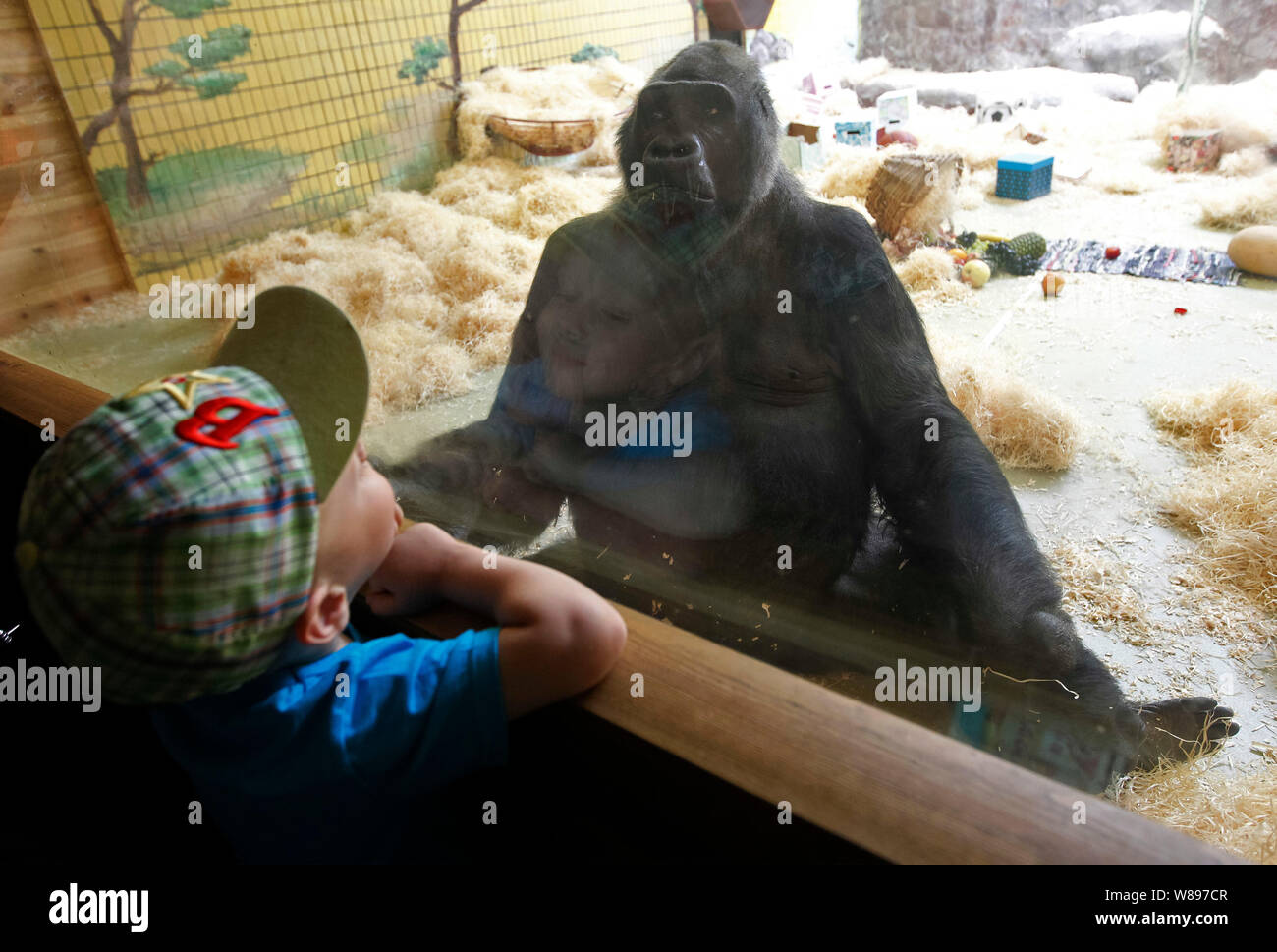 A little boy looks at Tony the gorilla, as he celebrates his 45th ...
