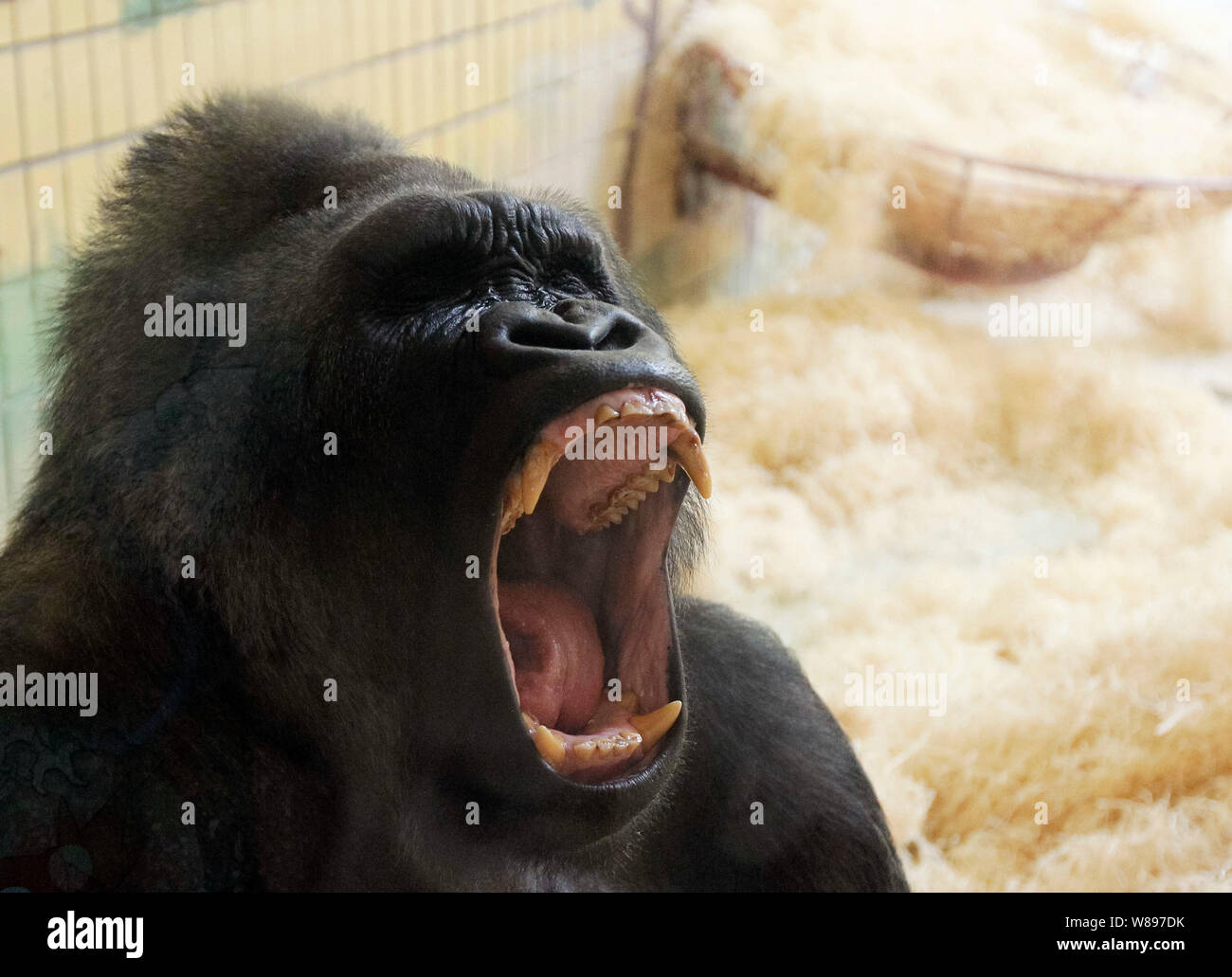 Tony the gorilla yawns as he celebrates his 45th birthday in Kiev zoo ...