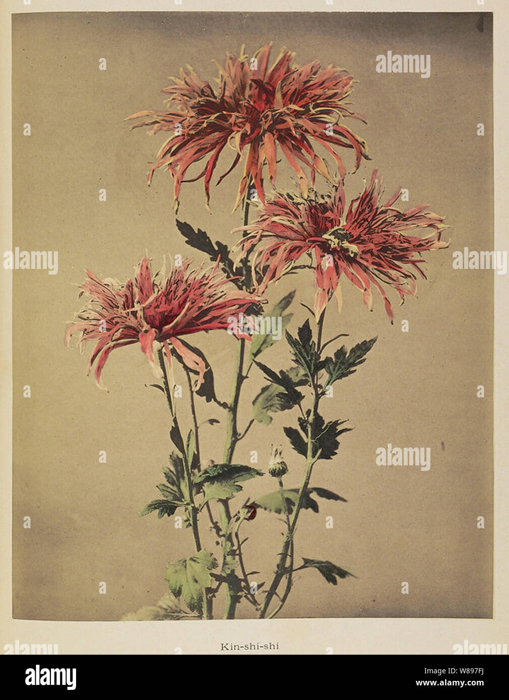 vintage hand tinted photo of a flower Stock Photo - Alamy