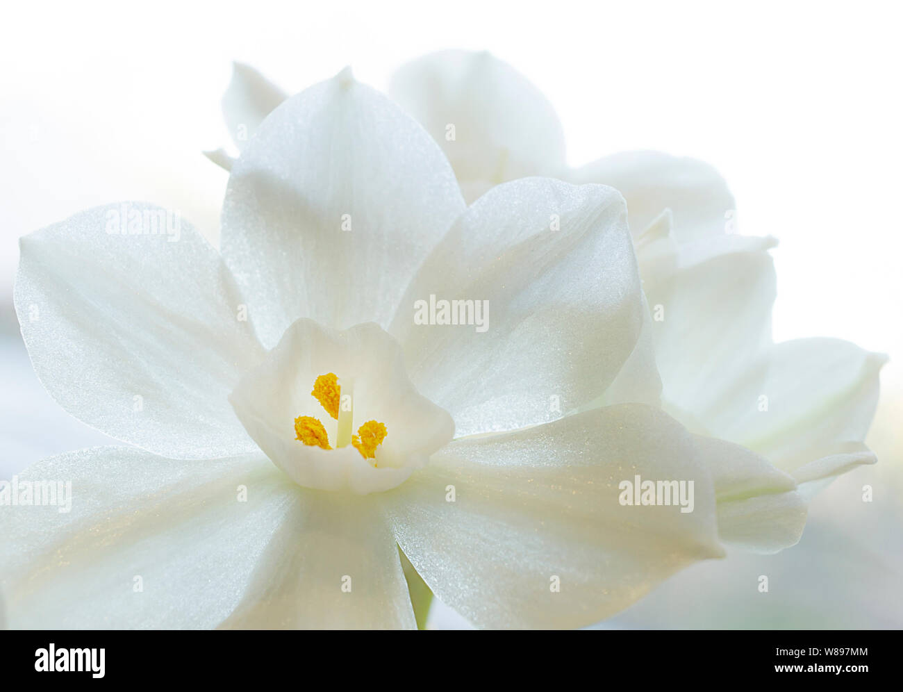 White blooms hi-res stock photography and images - Alamy