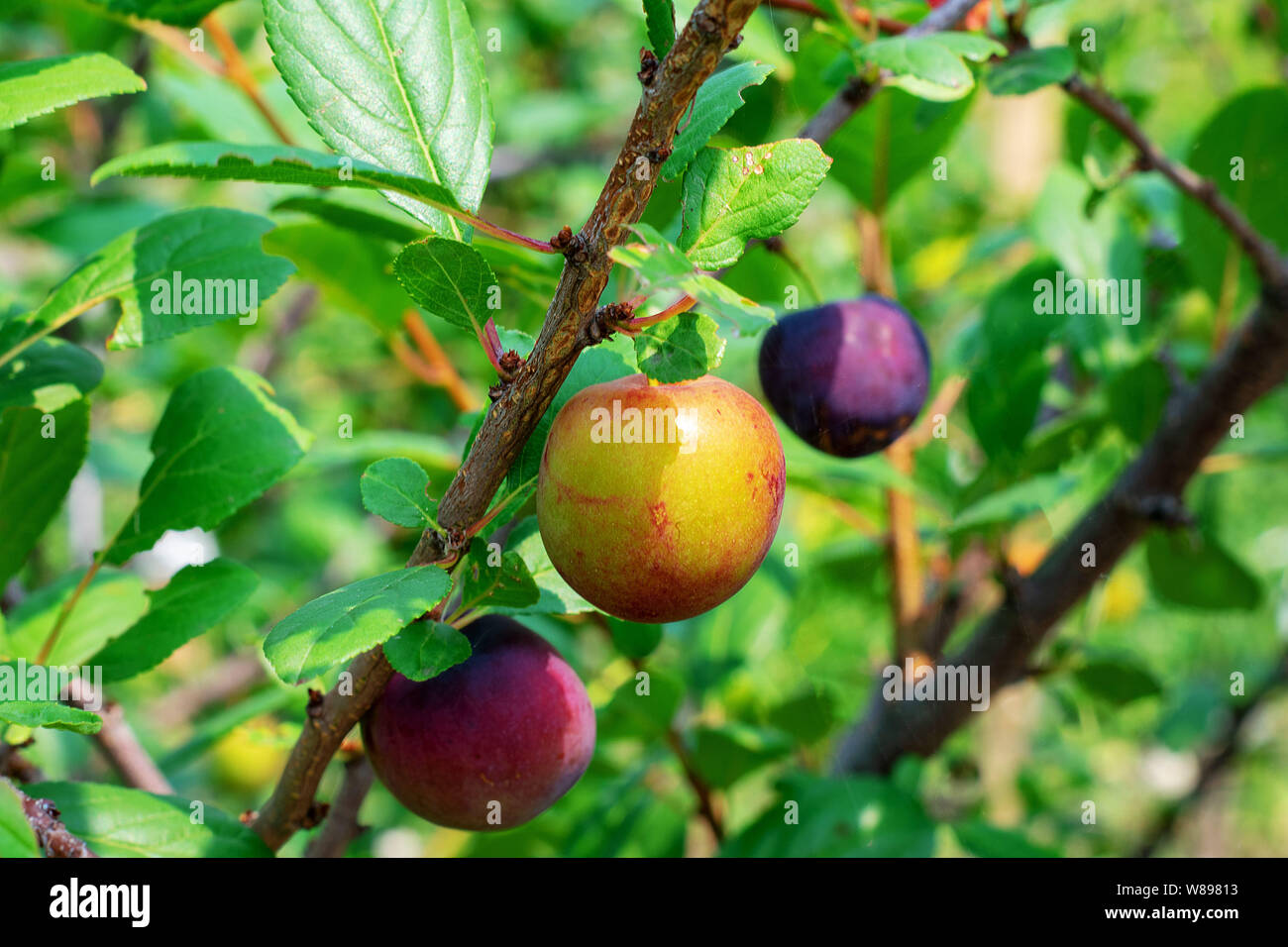 Unripe plums on a tree branch in the garden against the background of ...