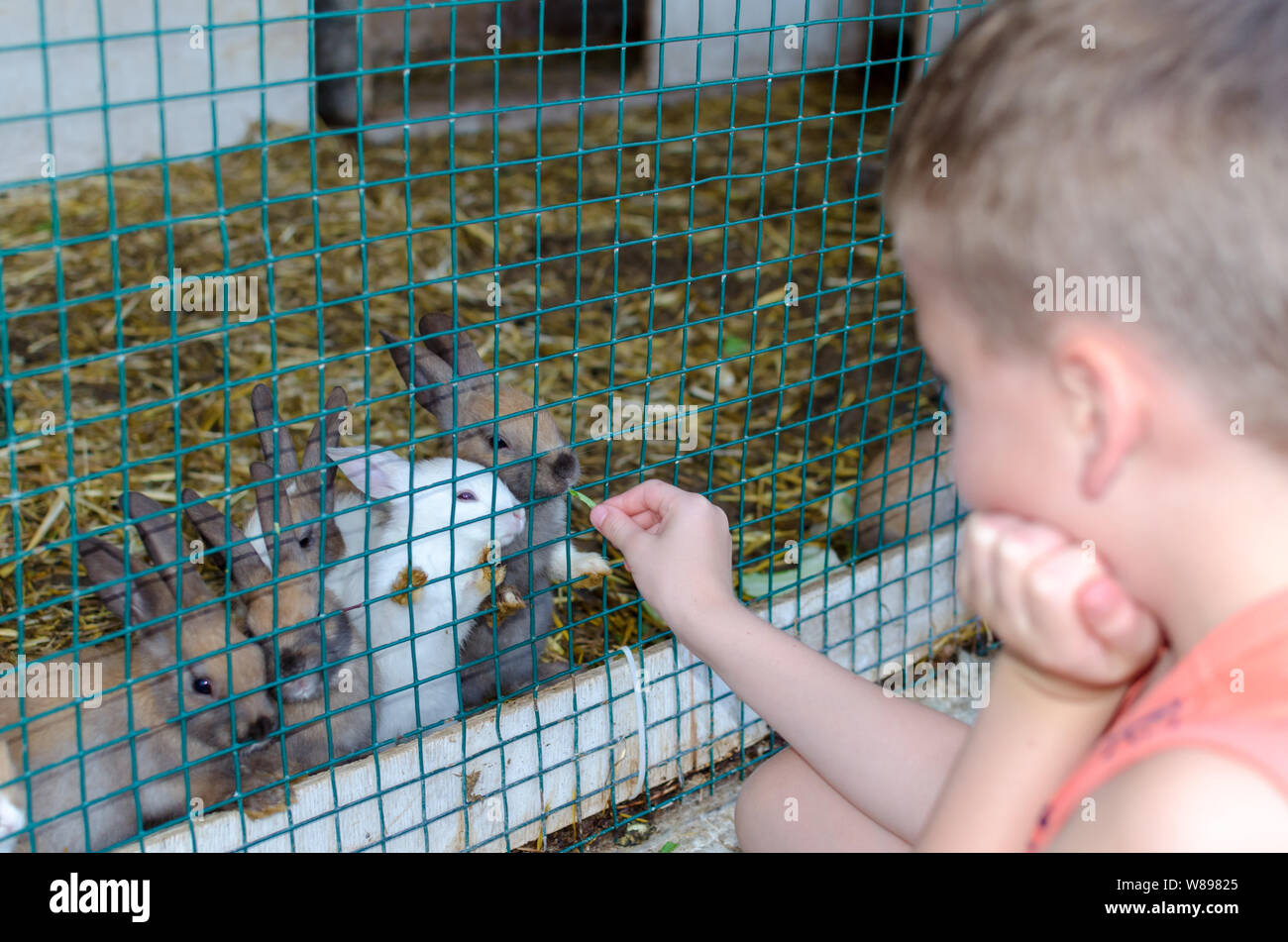 Cute small coloured rabbits waiting for food in the cell outside. Boy ...
