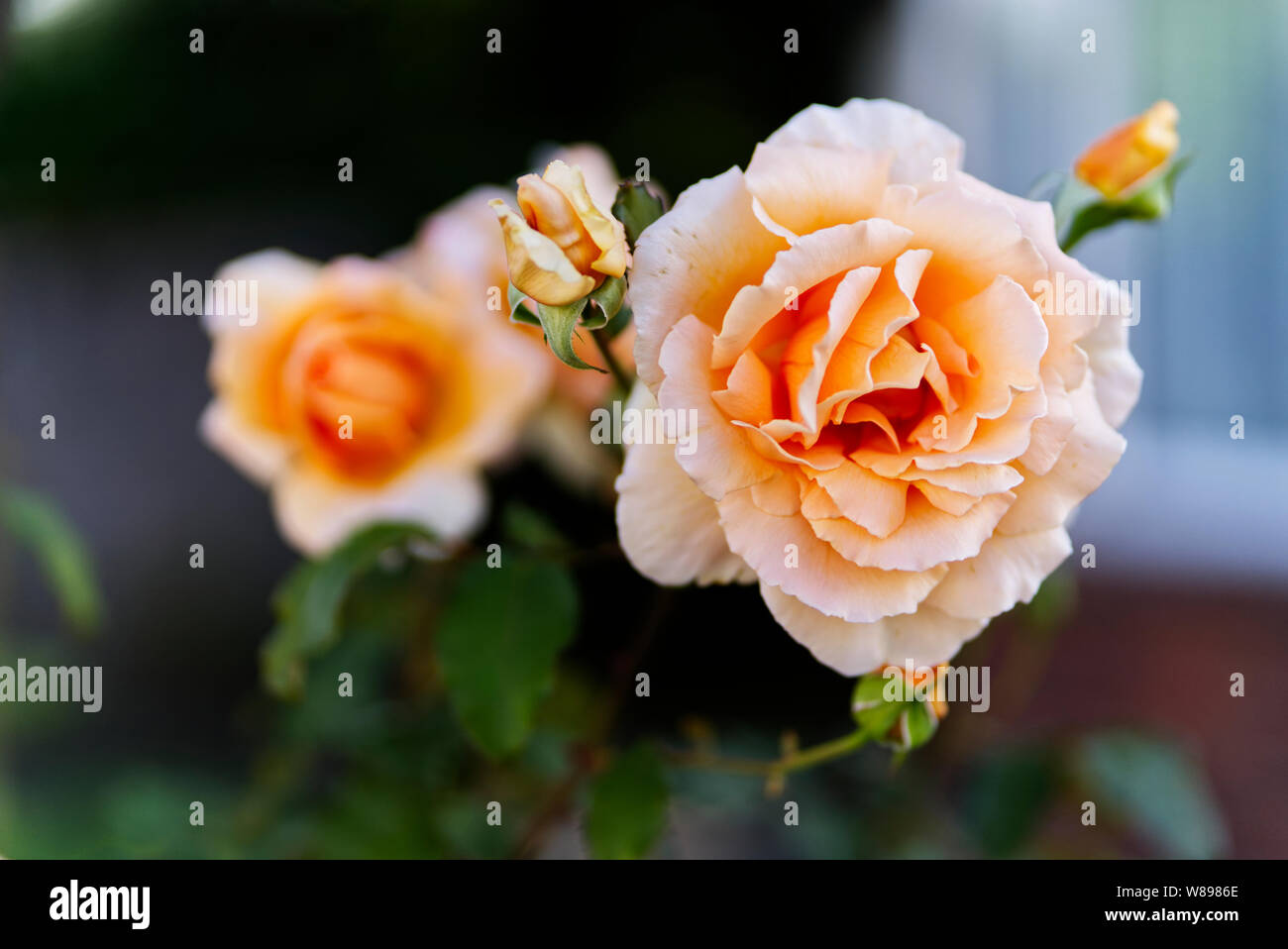 Peach coloured petals hi-res stock photography and images - Alamy