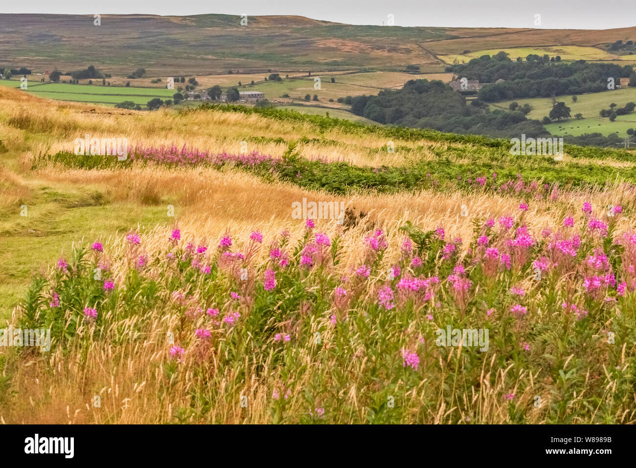 Baildon Moor in Yorkshire Stock Photo - Alamy