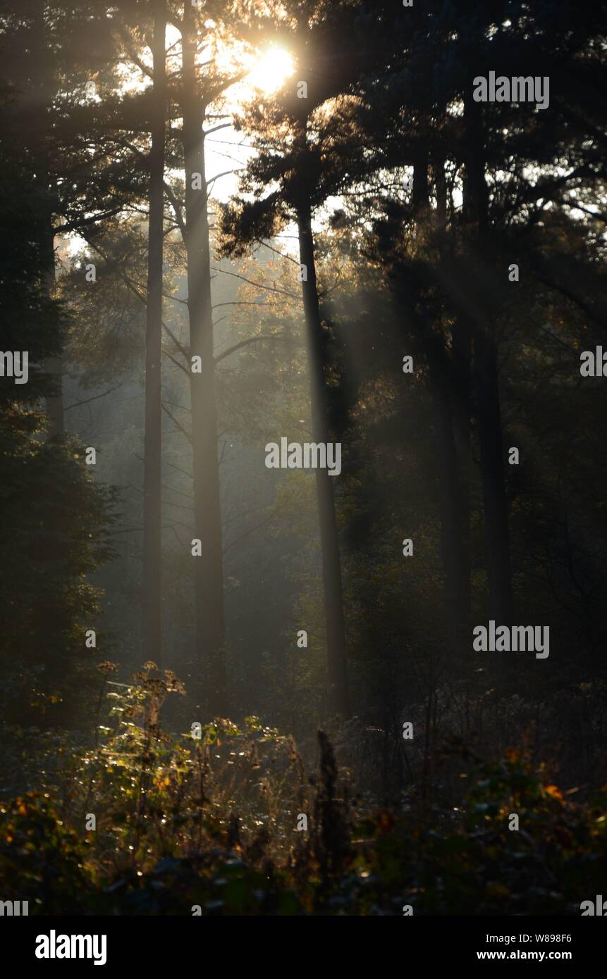 Woodland park glamping hi-res stock photography and images - Alamy