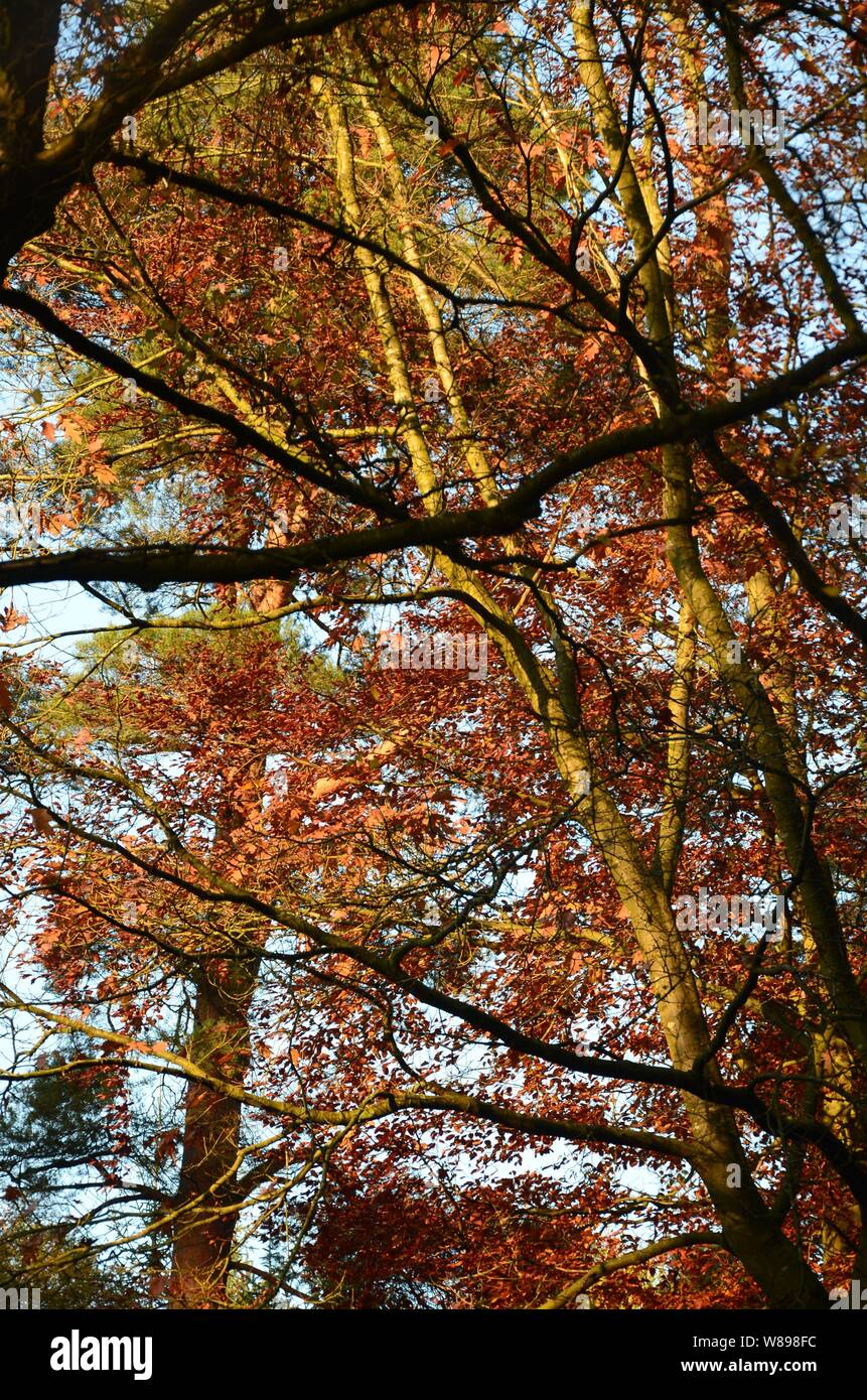 Woodland park glamping hi-res stock photography and images - Alamy