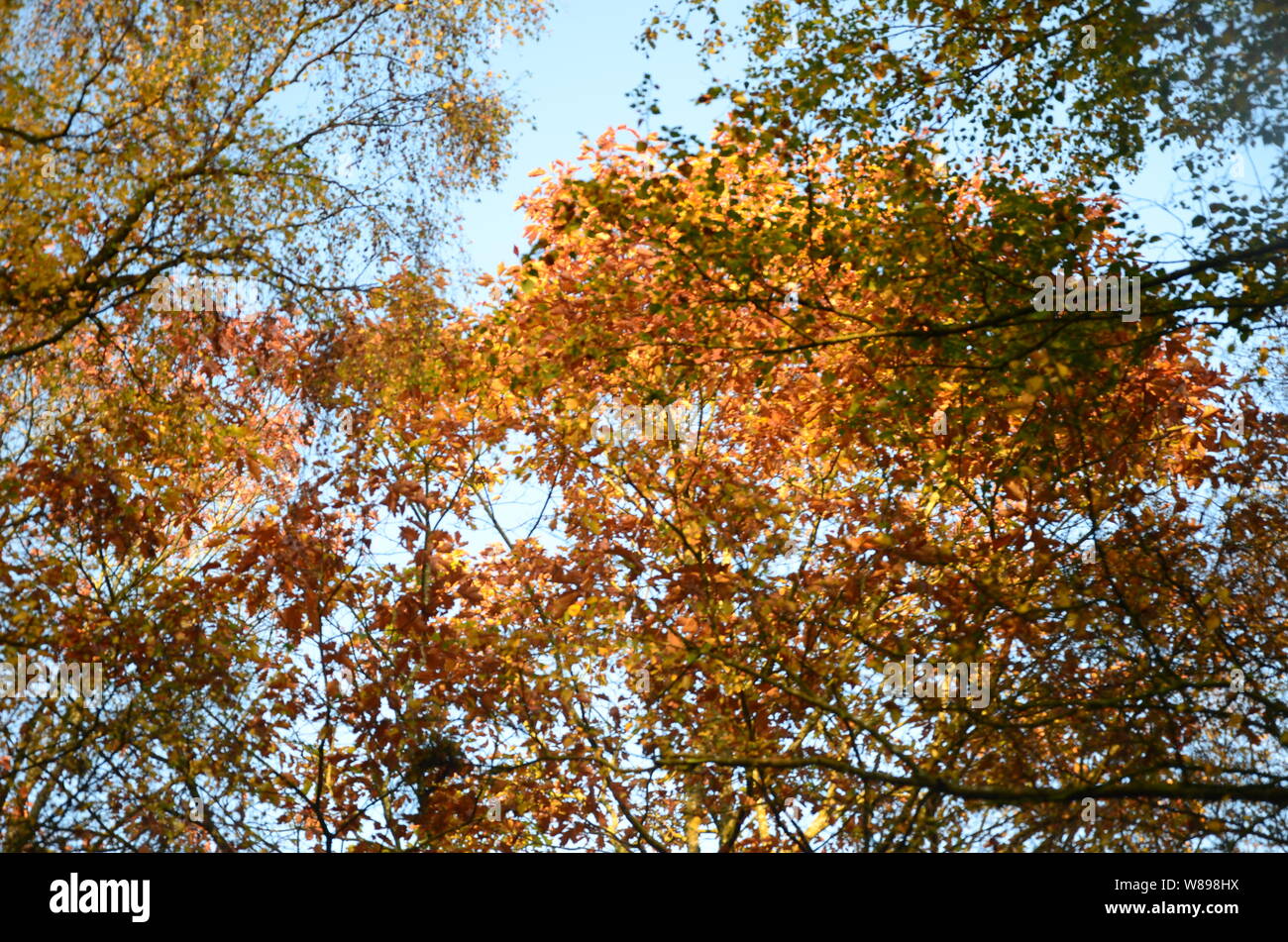 Cropton Forest, North York Moors National Park Stock Photo - Alamy