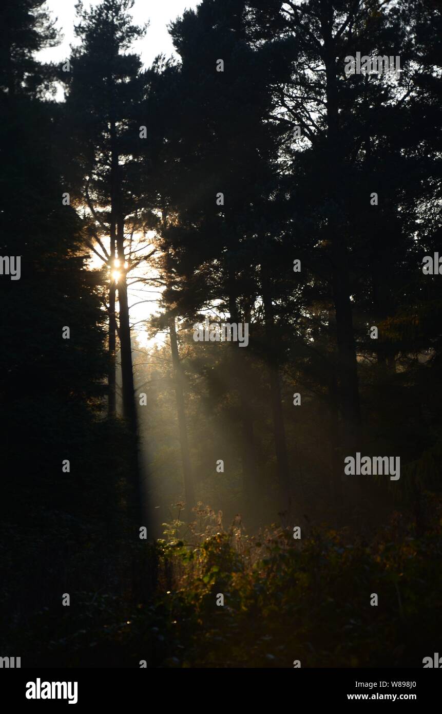 Woodland park glamping hi-res stock photography and images - Alamy