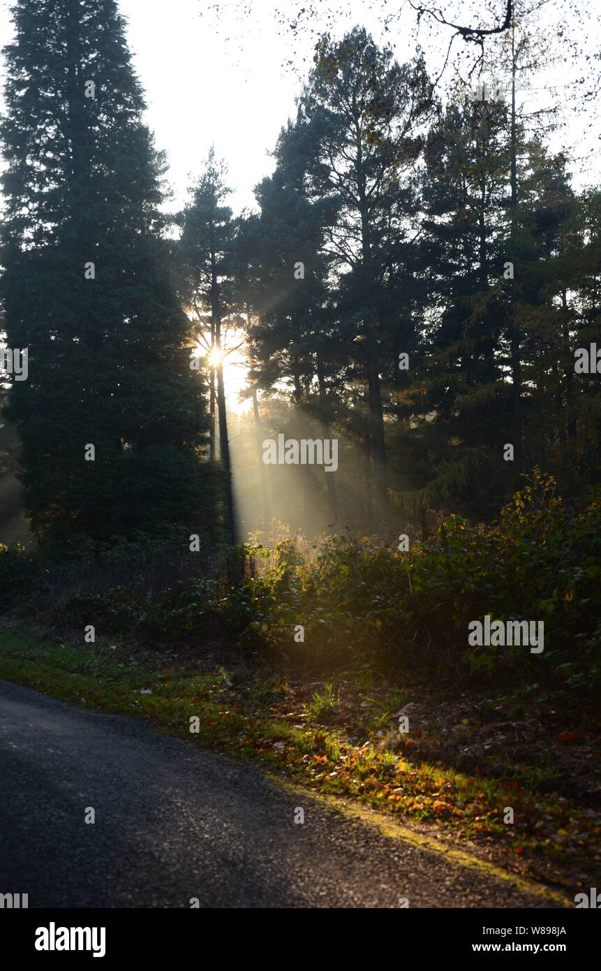 Woodland park glamping hi-res stock photography and images - Alamy