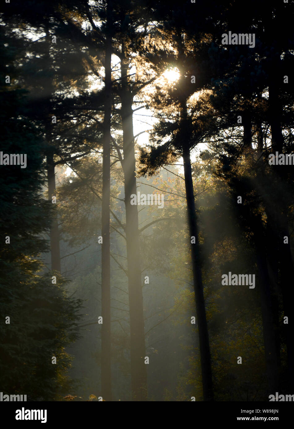 Woodland park glamping hi-res stock photography and images - Alamy