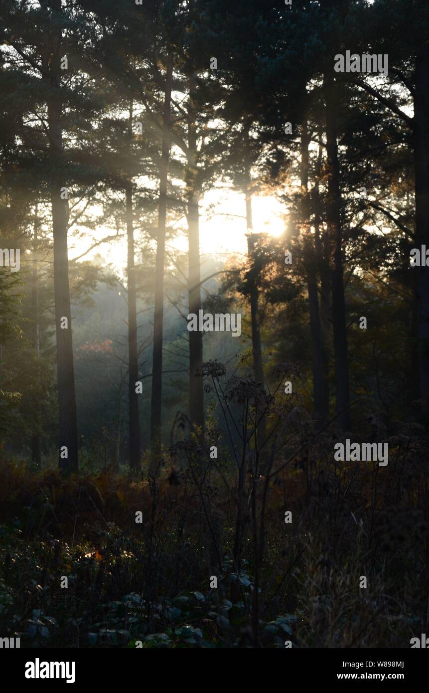 Woodland park glamping hi-res stock photography and images - Alamy