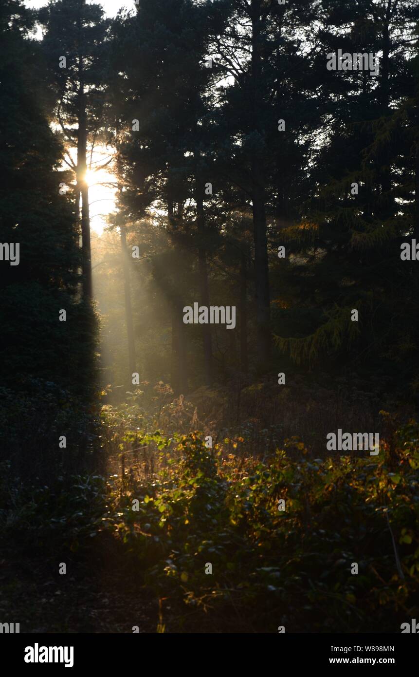 Woodland park glamping hi-res stock photography and images - Alamy