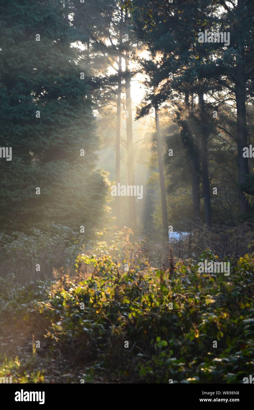 Woodland park glamping hi-res stock photography and images - Alamy