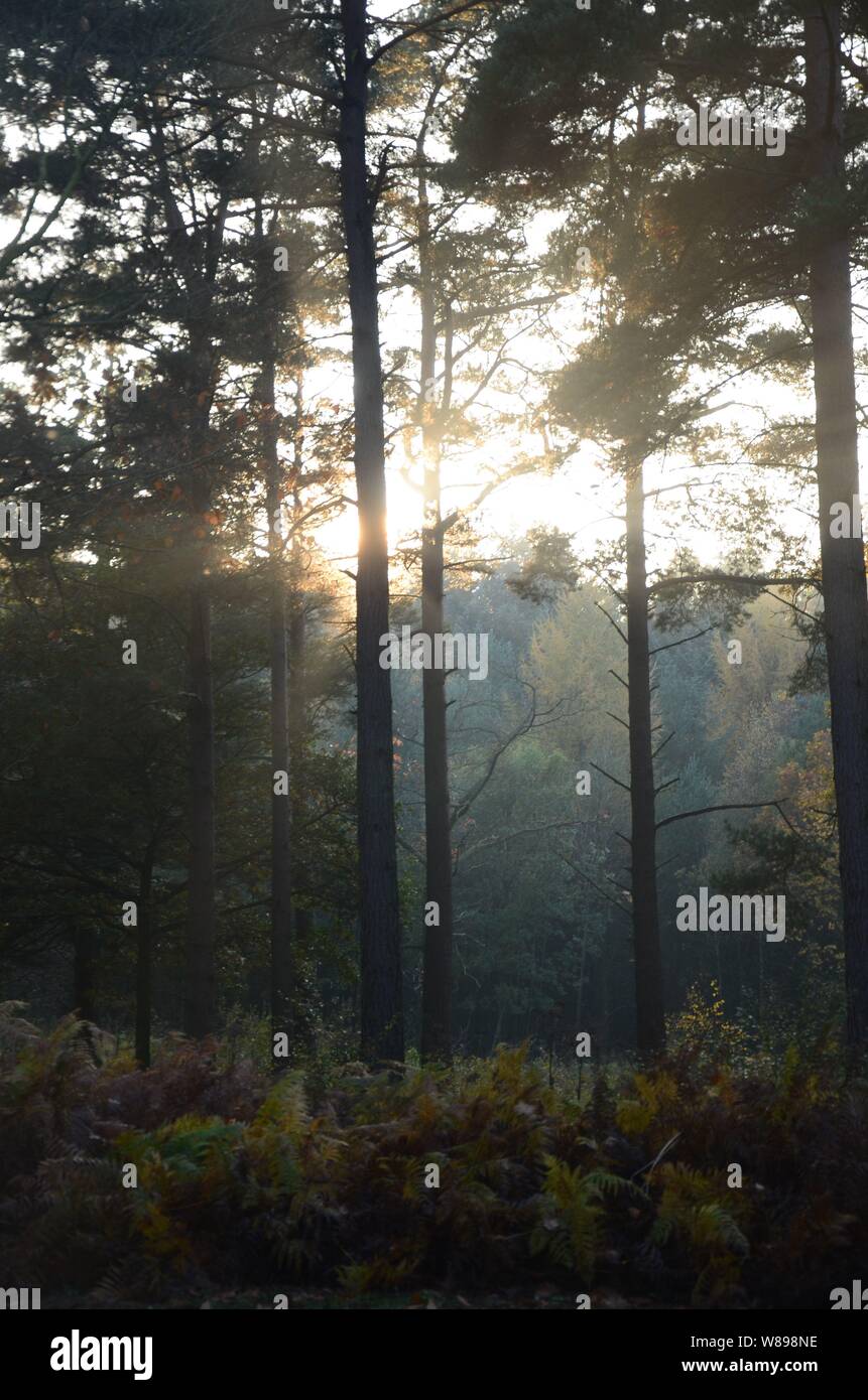 Woodland park glamping hi-res stock photography and images - Alamy