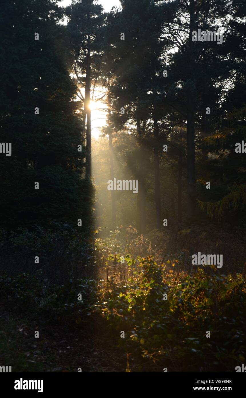 Woodland park glamping hi-res stock photography and images - Alamy