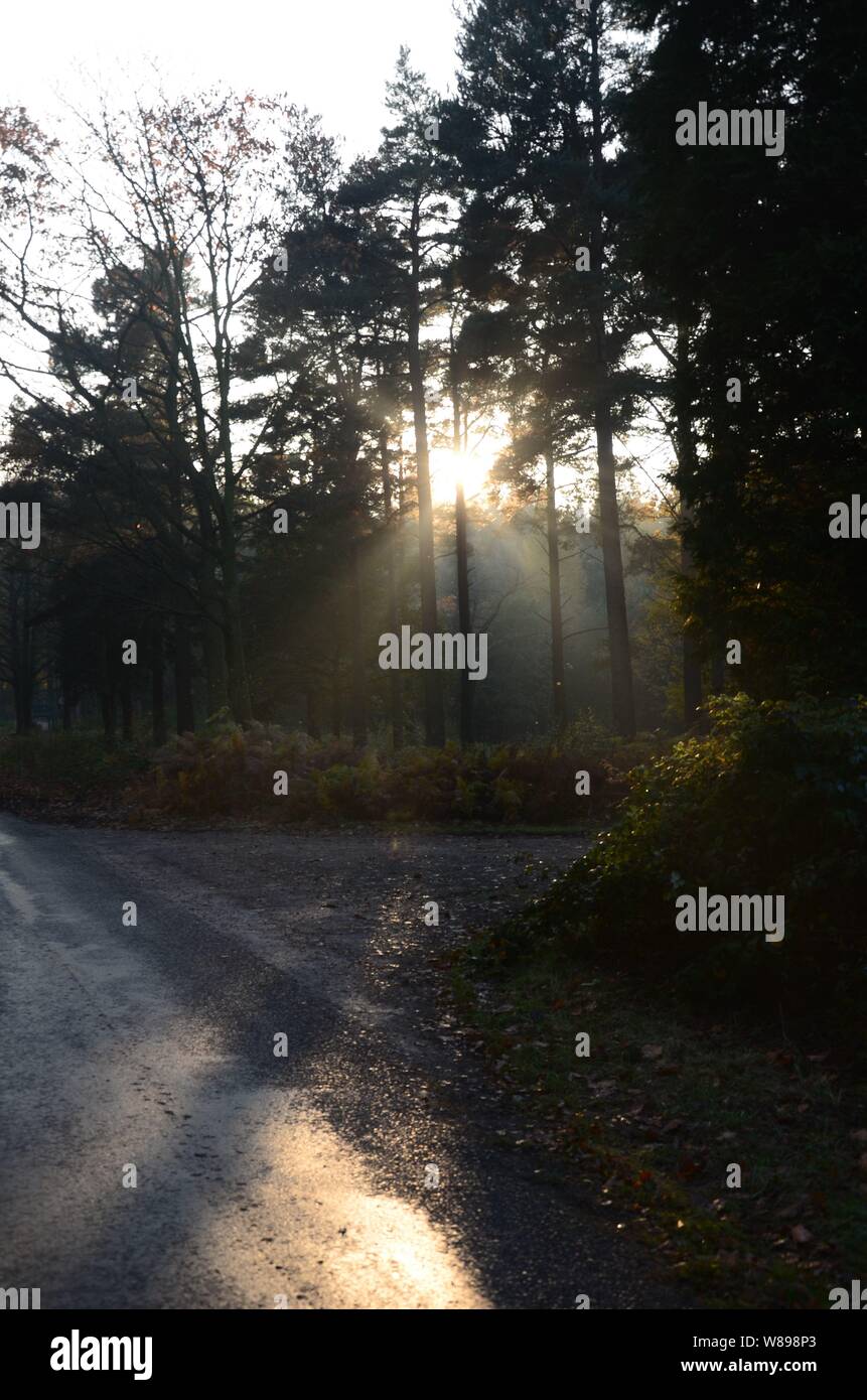 Woodland park glamping hi-res stock photography and images - Alamy