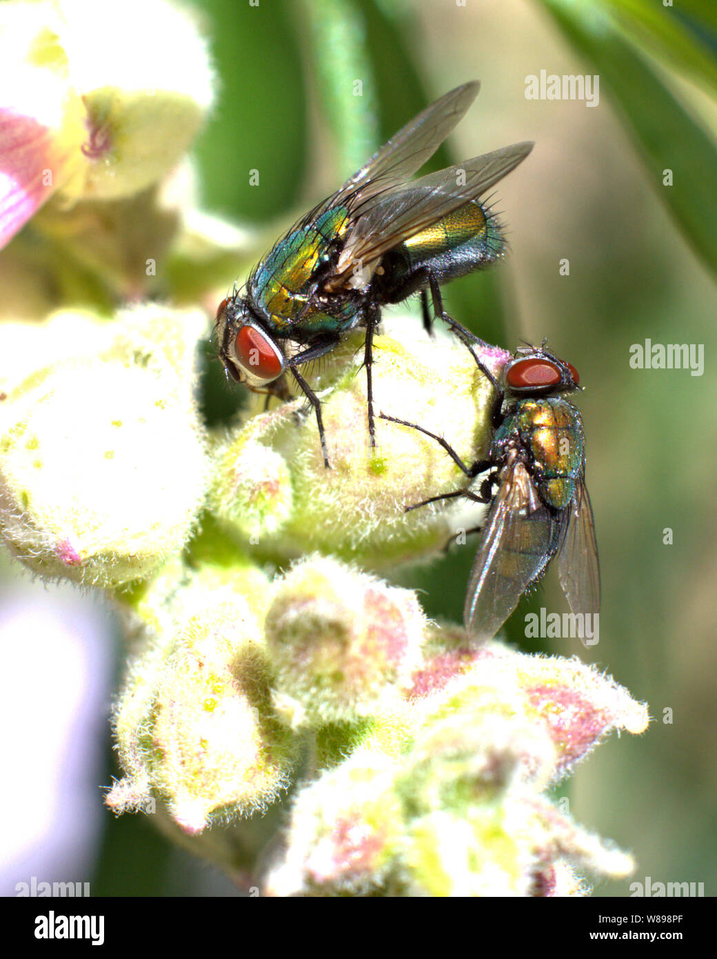 2 flies on flower buds Stock Photo - Alamy