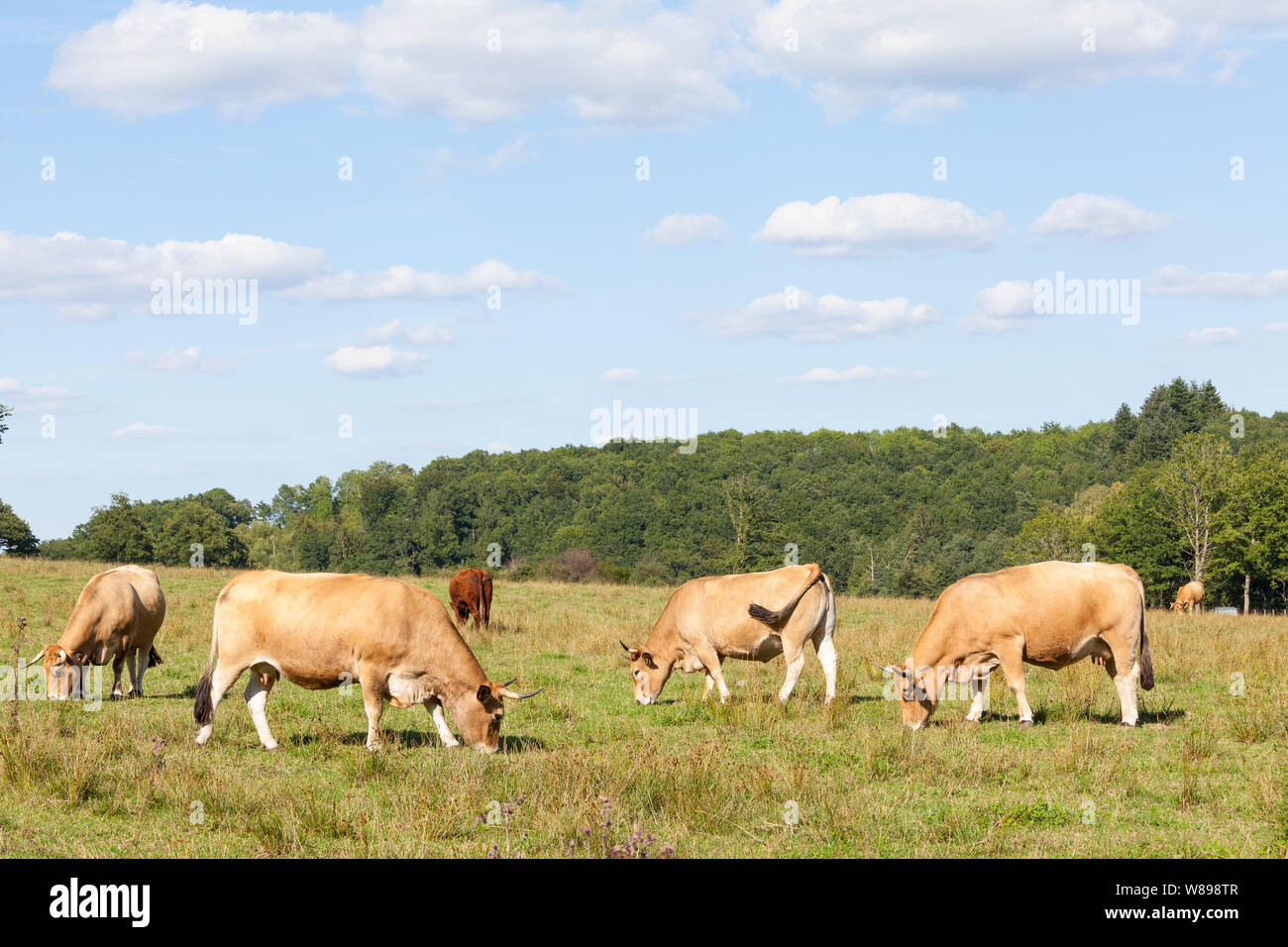 French Breed Cow High Resolution Stock Photography and Images - Alamy