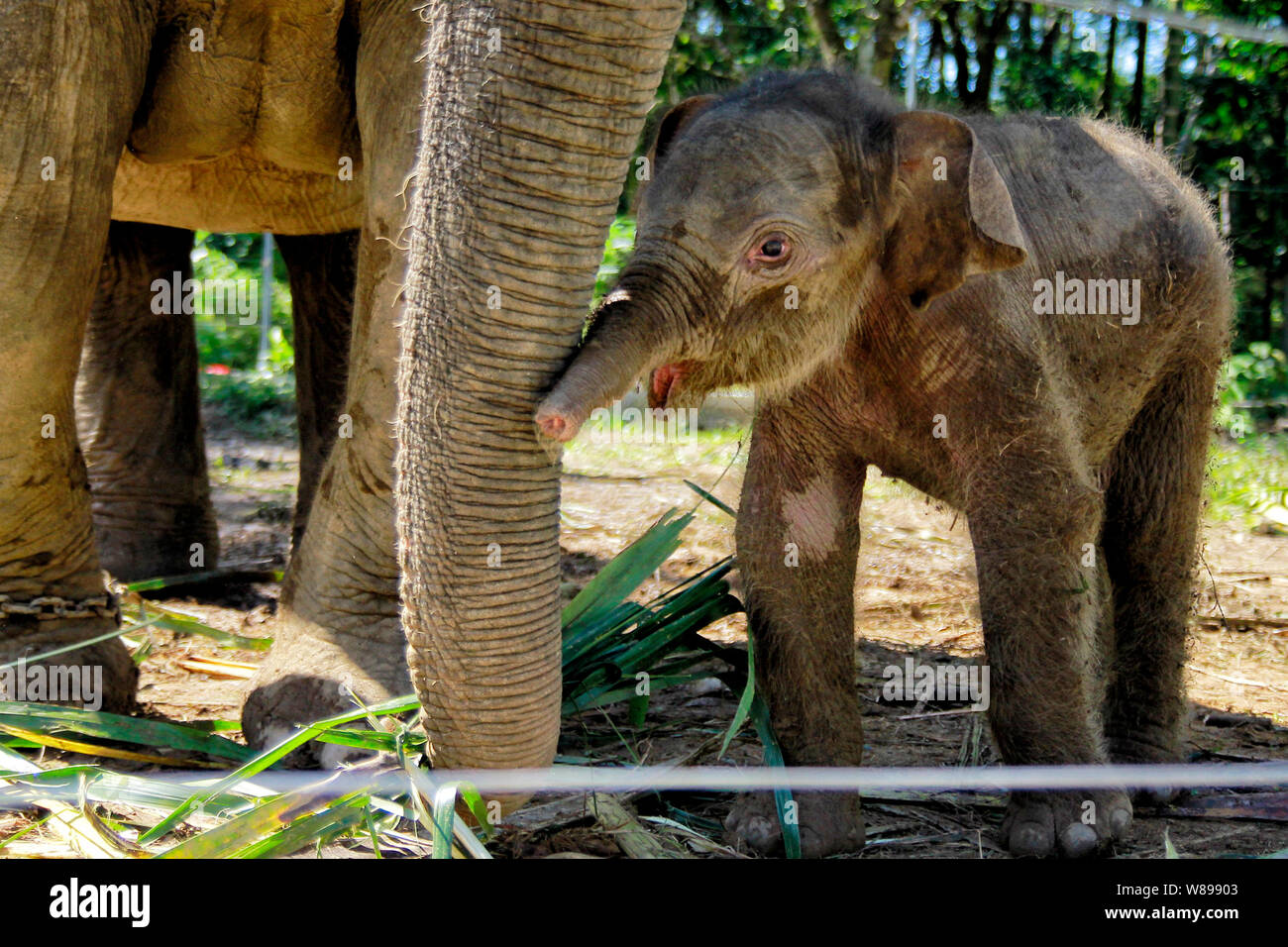 A baby Sumatran elephant, Yuyun with his mother at the Alue Kuyun ...
