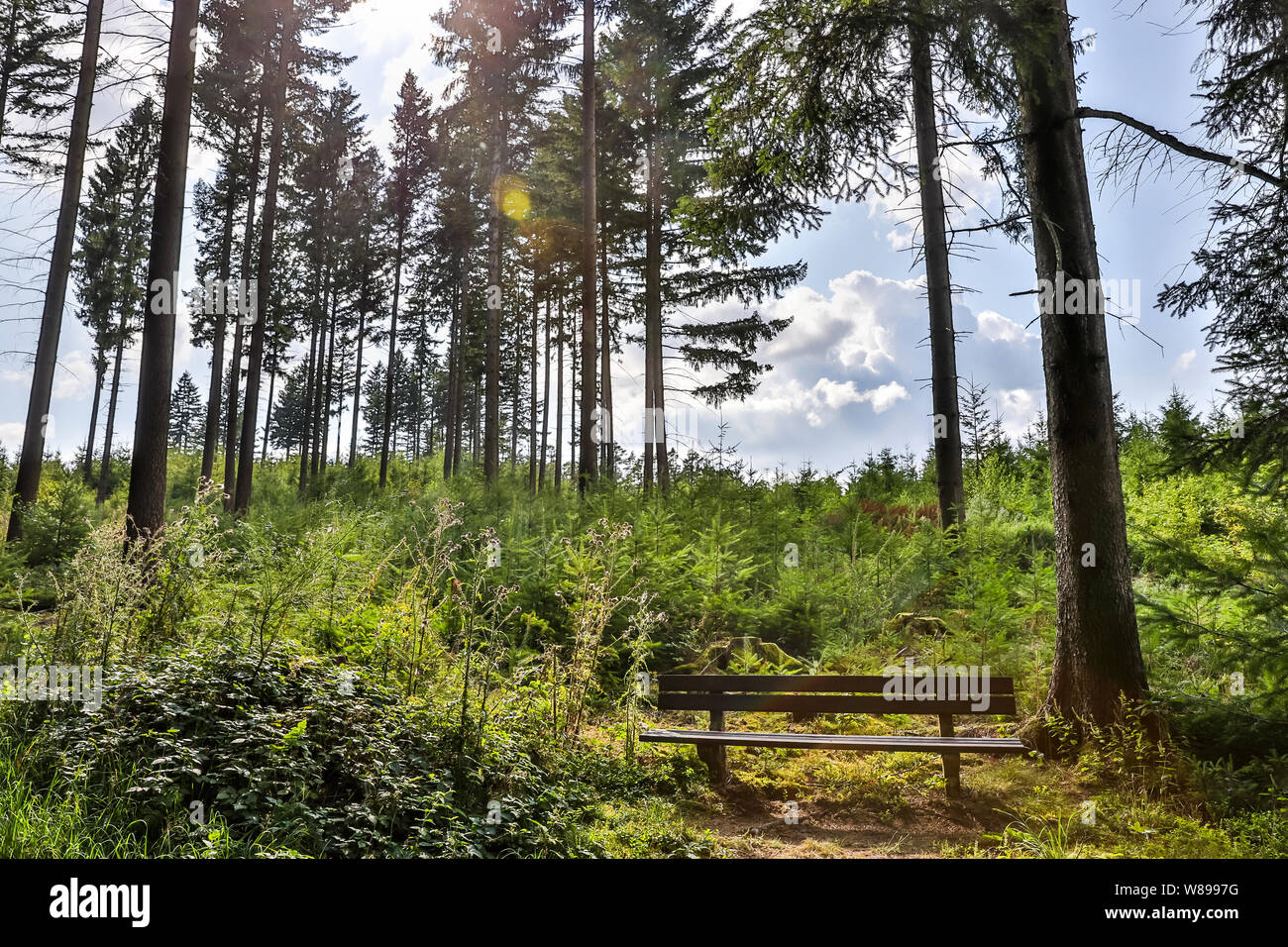 wooden bench in the forest Stock Photo - Alamy