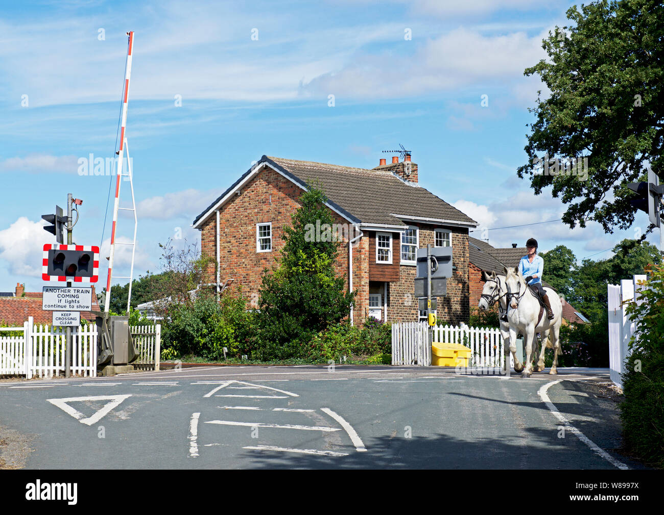 Uk horse crossing hi-res stock photography and images - Alamy