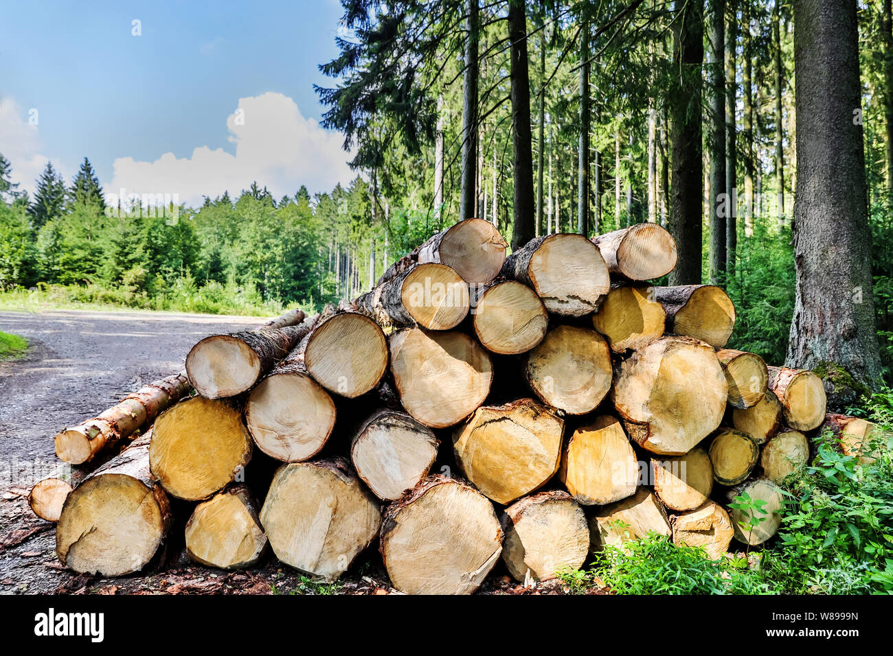 fresh cut logs in the forest Stock Photo - Alamy