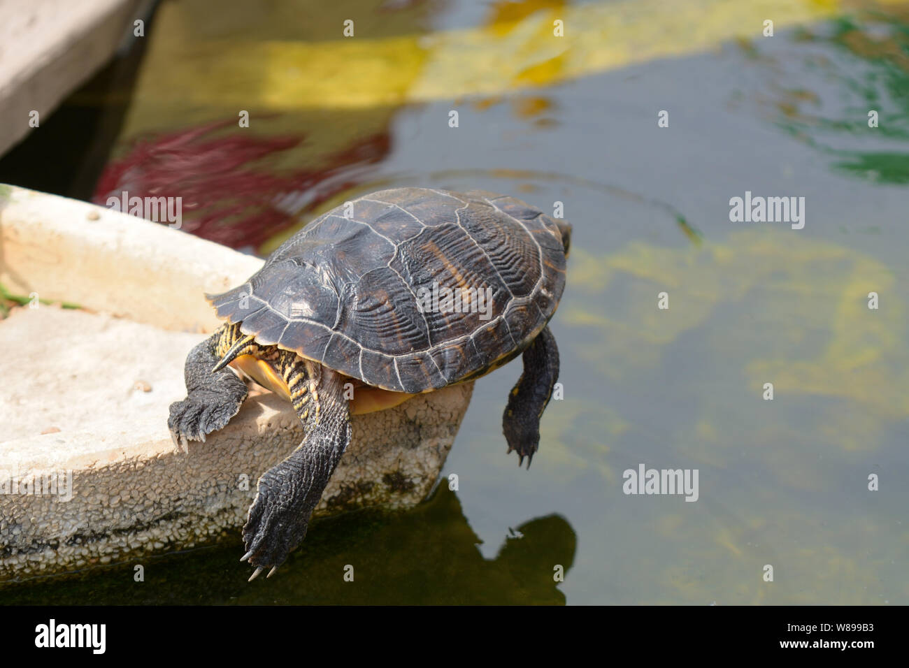 Animal basking sun hi-res stock photography and images - Alamy