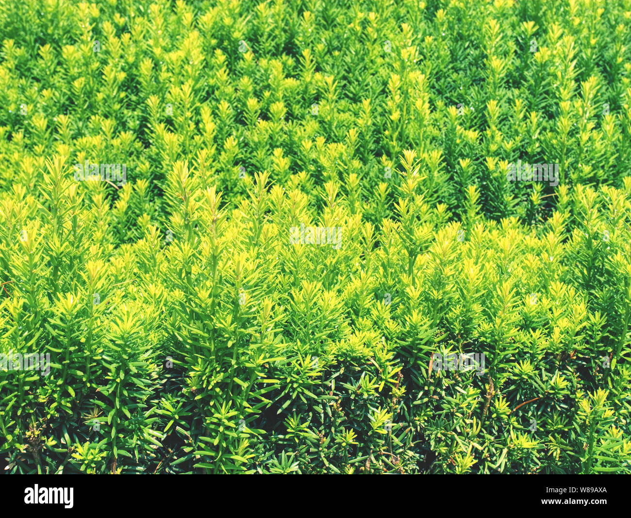 Hedge of evergreen plant with ownership separation function. Popular ...