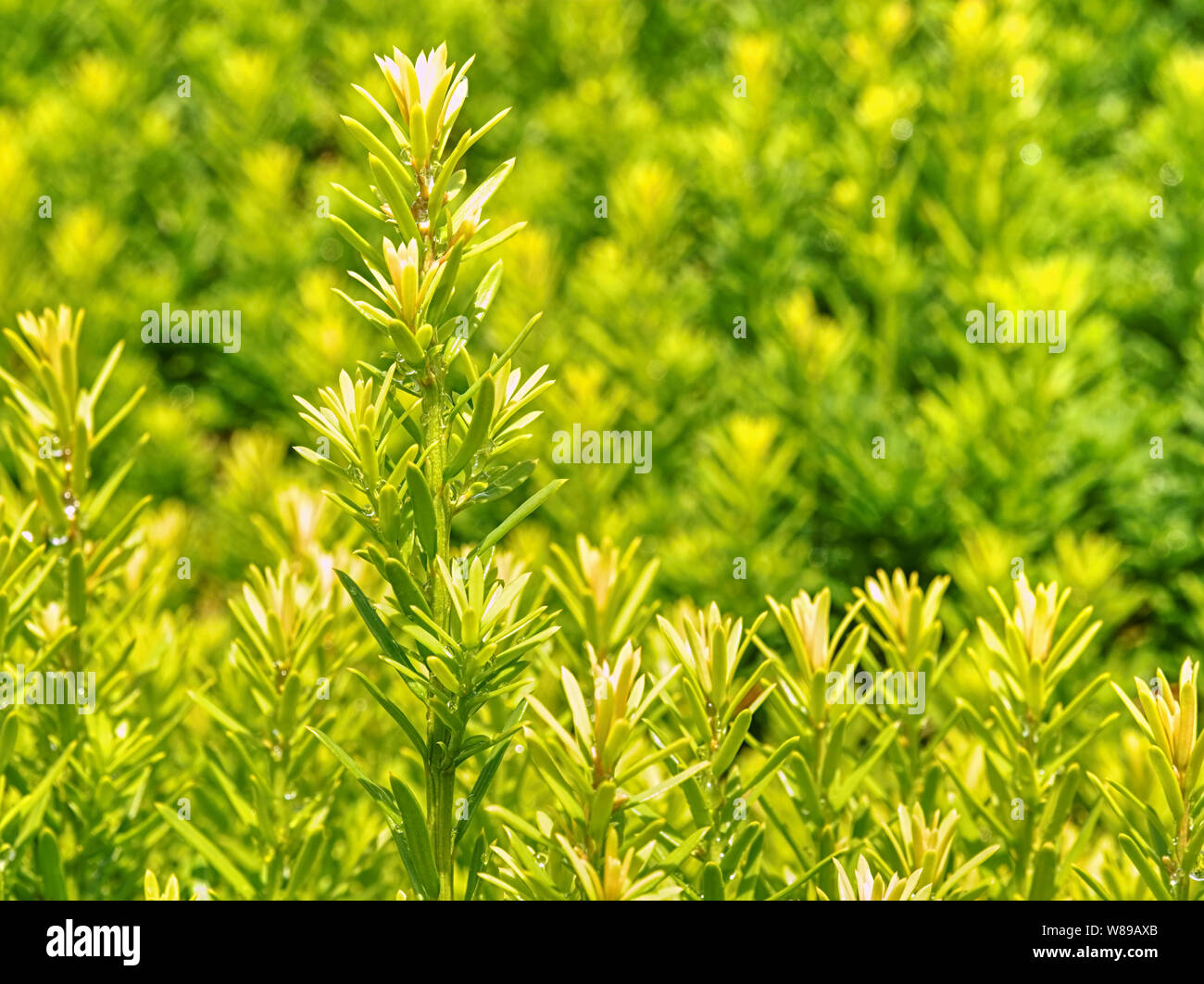 Green hedge of thuja trees. Green hedge of the tui tree, Evergreen ...