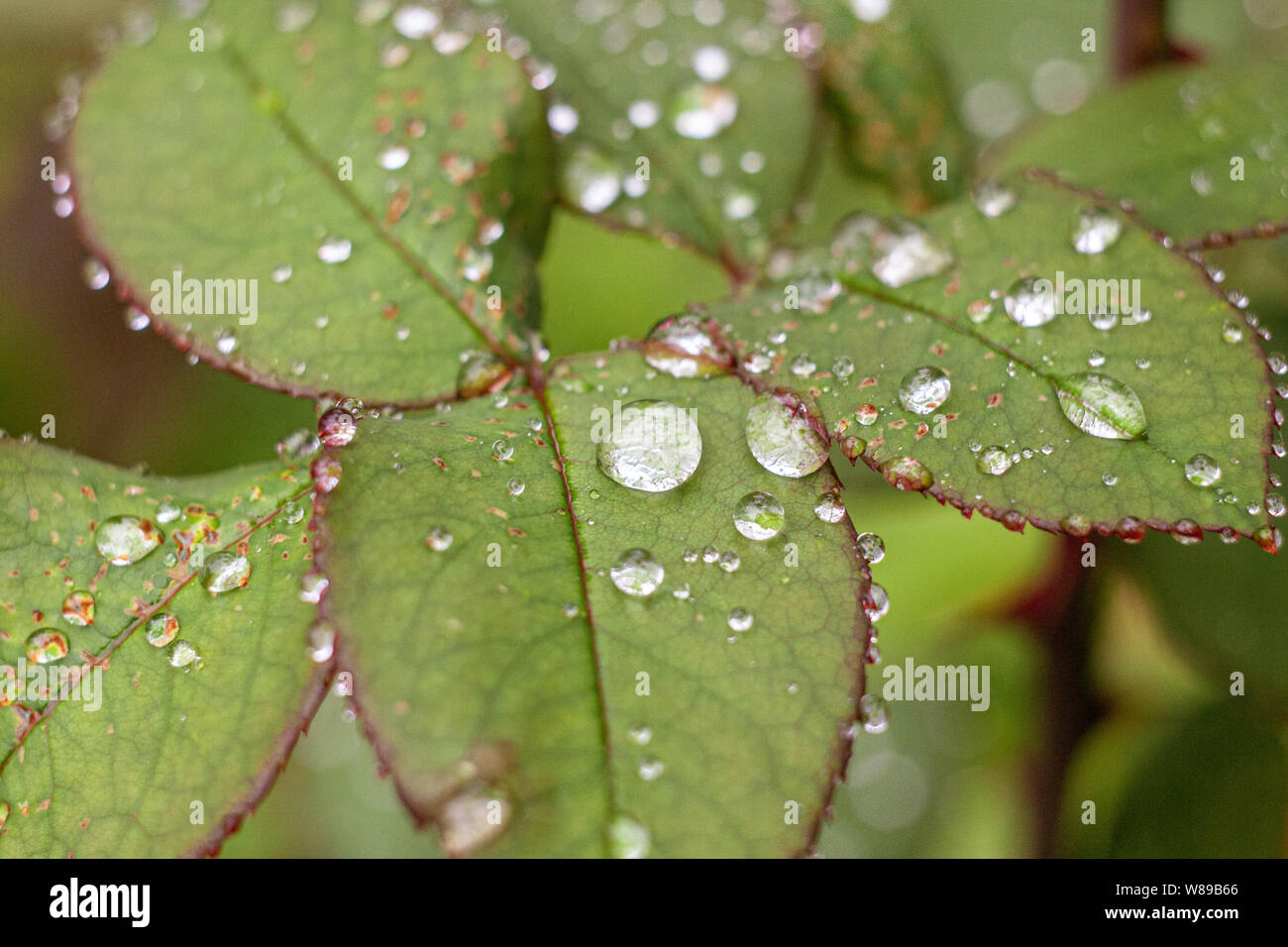 Water drops on leaves. After rain. Summer rain. Background with a water ...